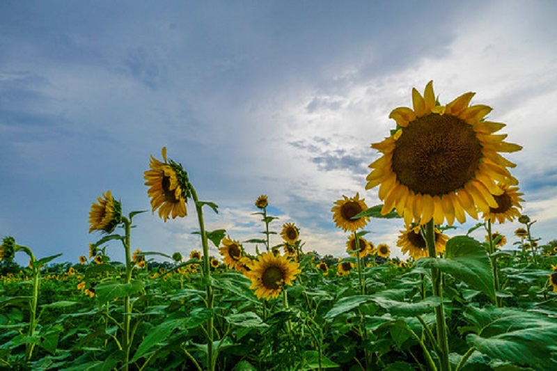 MD Dedicates Sunflower Planting for Ukraine LexLeader